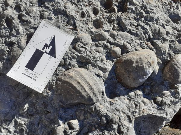 El pasado paleontológico del Biobío revela cómo era la vida desde hace ...