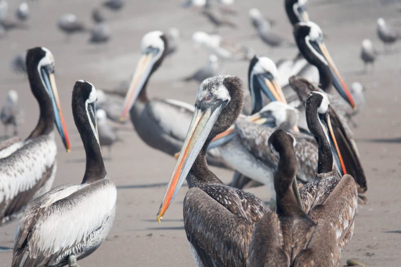SAG Biobío confirma primer caso de influenza aviar en aves silvestres ...